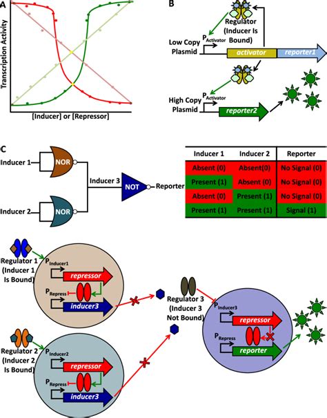 An Overview Of Transcription Regulation Following Analogue And Digital Download Scientific