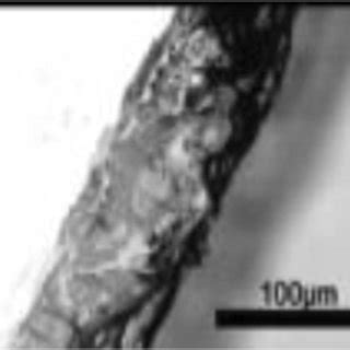 Sem Eds Mapping Image Of The Selected Area Download Scientific Diagram
