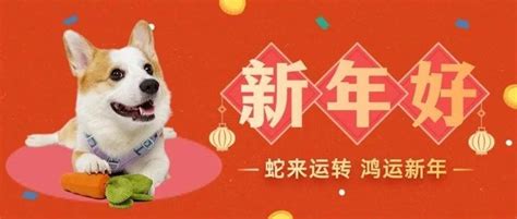 节日喜悦分“它”一半，这些宠物产品在海外疯卖！ 知乎