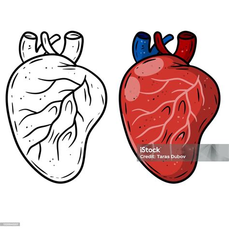 심장 인간의 내부 기관 의학 및 심장학 교과서 및 의학 교육을위한 요소 동맥과 붉은 정맥 만화 스케치 일러스트레이션 몸을 통해