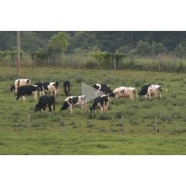 Cattle Euthanasia