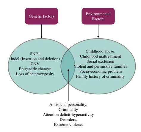 Monoamine Oxidase A Maoa The Warrior Gene Genetic Education