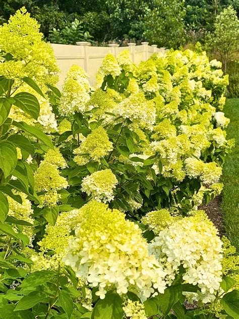 Limelight Hydrangea Typical Color Shifting Paniculate Shrub