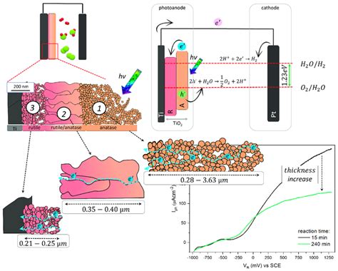 Schematic Diagram Of The Processes That Occur In Pec Cells With A