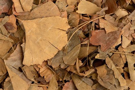 Premium Photo Dried Ginkgo Biloba Leaves Isolated On White Top View