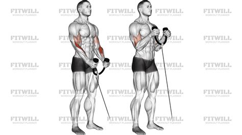 Cable Rope Hammer Curl Exercise Guide Video Techniques Benefits How To Muscles Worked