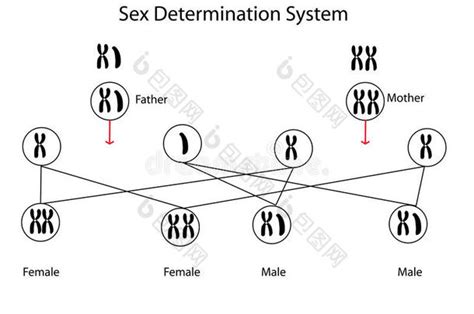 解剖和生物学男孩照顾图片 包图网企业站