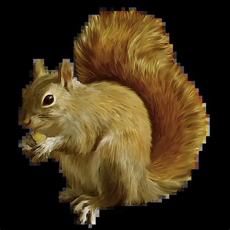 مجموعه عکس Png پر کاربرد سنجاب ترانسپرنت و بدون زمینه رایگان