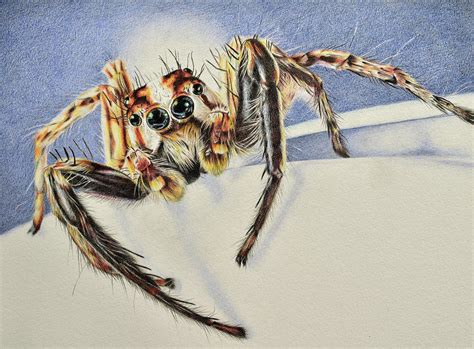Jumping Spider Drawing By Suzanne Hough Fine Art America