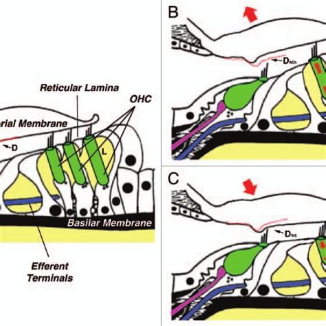 A Novel Model Of Gain Control For Cochlear Amplification Based On The Download Scientific