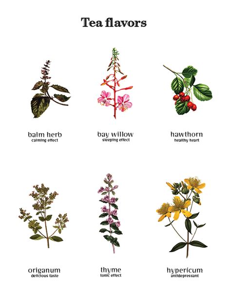 Siberian Herbs Tea Collection on Behance