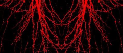 A New Approach To Analyzing The Morphology Of Dendritic Spines