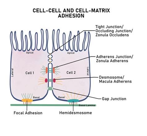 Cell Junctions Over 1 138 Royalty Free Licensable Stock Illustrations And Drawings Shutterstock