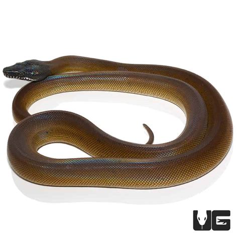 D Alberts White Lipped Python For Sale Underground Reptiles
