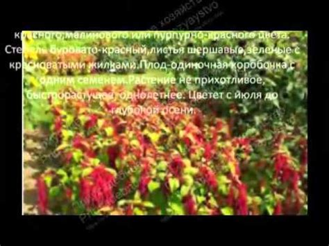 Амарант хвостатый или лисий хвост или щирица цветы для сада - YouTube