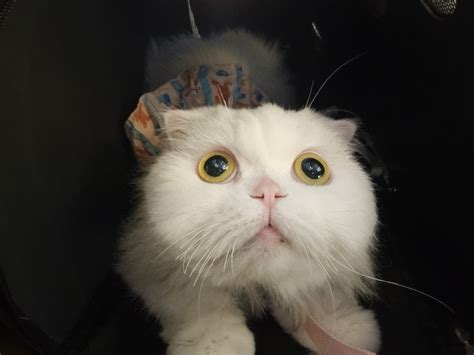 저희 집 귀여운 강아지 자랑 좀 하겠습니다 유머움짤이슈 에펨코리아