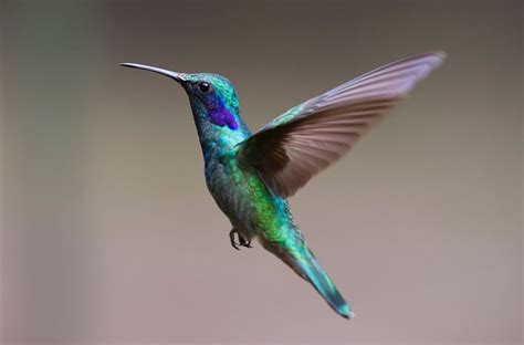 Compress Images Programmatically With Filestack And React
