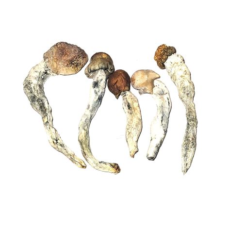 Buy Blue Pulaski Magic Mushroom Strain Online The Fun Guys