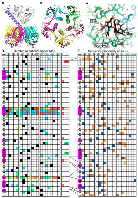 Overview Of Cholera Toxin B Subunit Structure And Sequence Cholera