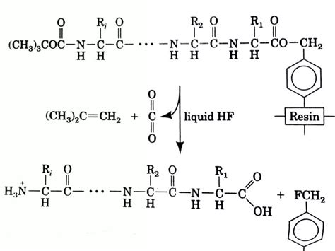 Chemical Synthesis Of Polypetide Presentation 1 Ppt