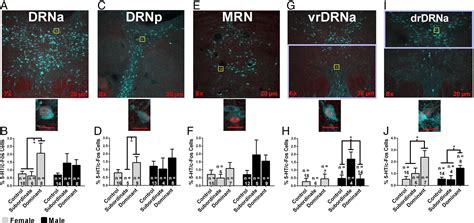 Figure 1 From Serotonin And Argininevasopressin Mediate Sex