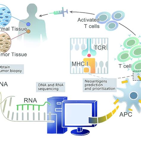 A Framework For The Identification And Prioritization Of Neoantigens Download Scientific