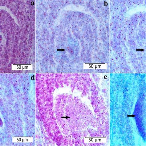 Flow Chart Of Plant Regeneration Via In Vitro Gynogenesis In Cucumber