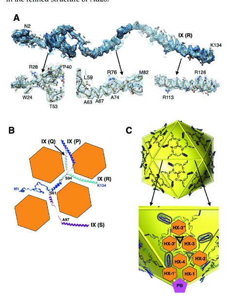 Structure And Organization Of Ix A Fit Of The Density For The Fully