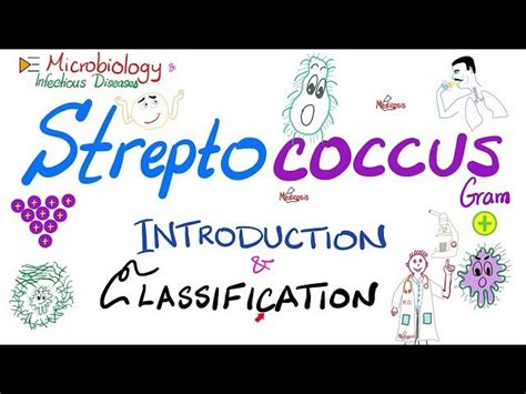 Free Video Streptococci Introduction And Classification Microbiology From Medicosis