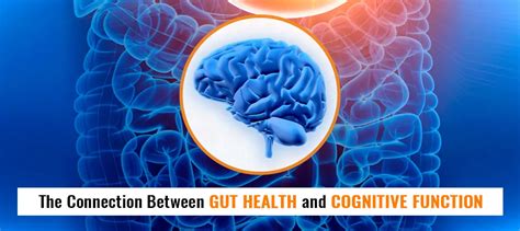 The Connection Between Gut Health And Cognitive Function