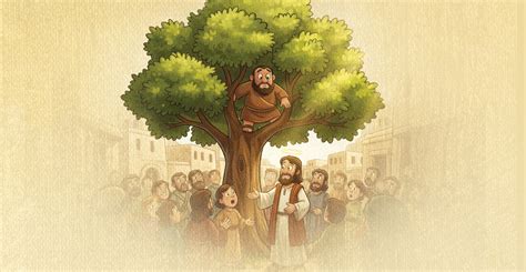 Why Did Zacchaeus Climb The Sycamore Tree A Sycamore Tale