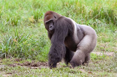 Gorilla Pictures Wallpapers Com