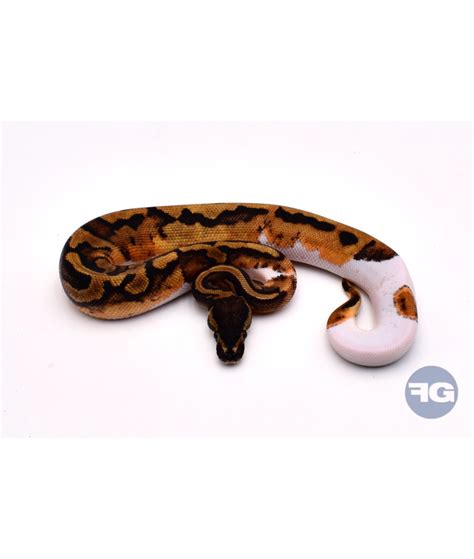 Achat Python Royalpython Regius En Ligne Fg Reptiles