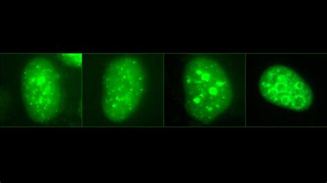 The Origin Recognition Complex Image Eurekalert Science News Releases