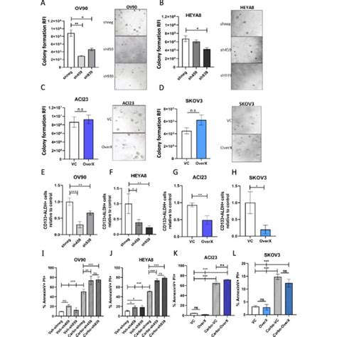 Ovarian Cancer Cell Lines Clustered Into Molecular Subtypes Examined Download Scientific