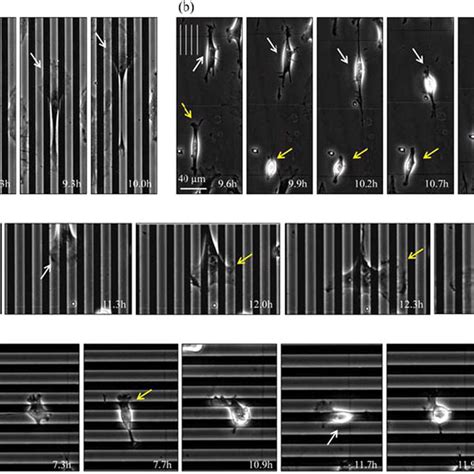 Time Lapse Microscopy Of The Cells Growing On The Different