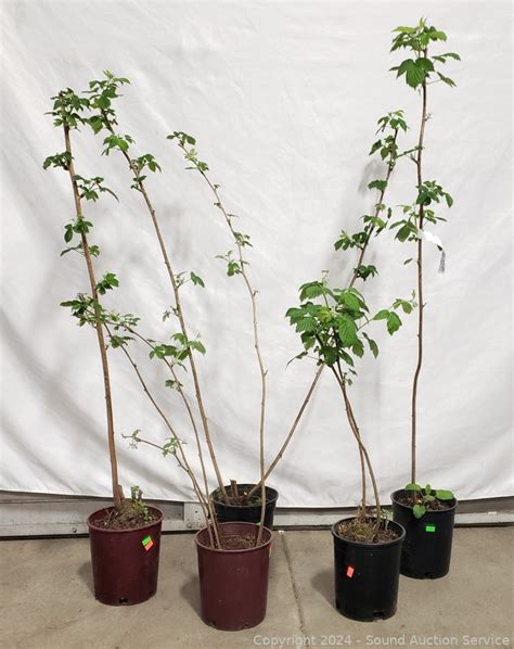 Sound Auction Service Auction 05 21 24 Sas Dewolf Martin Online Auction Item 5 Live Potted