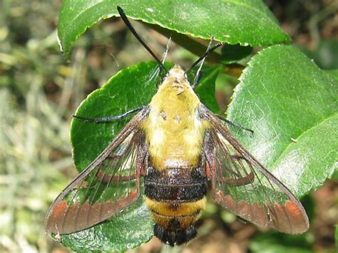 Hemaris Diffinis Bugguide Net
