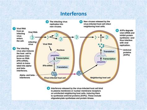 Ppt 9 Natural Killer Cells Their Characteristics And Function Interferons Powerpoint