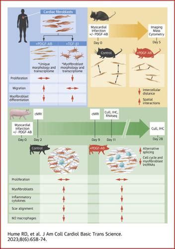 Pdgf Ab 在心肌梗死后减少肌成纤维细胞分化而不增加增殖jacc Basic To Translational Science X Mol
