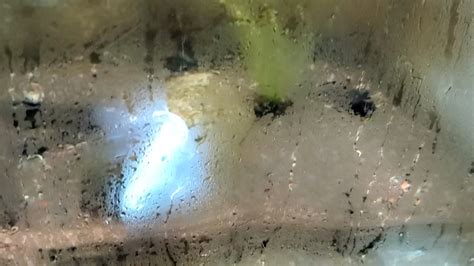 Rainbow Trout With A Thyroid Malfunction Rfish