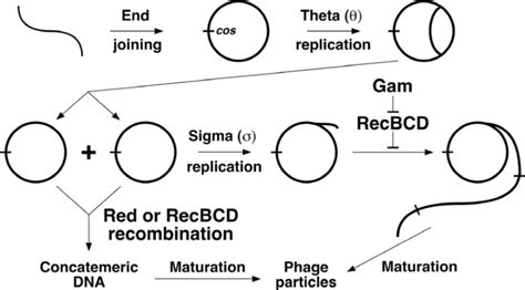 Réplication Et Recombinaison Du Phage Lambda Smith 1983 Smith 2012