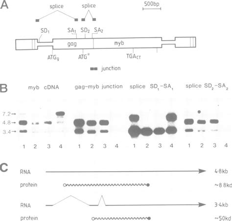 Structure And Coding Potential Of Transcripts Of The Deleted Download Scientific Diagram