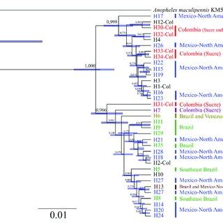 Phylogeny Constructed Through Bayesian Inference Estimated From The H Download Scientific