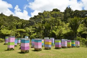 What Is An Apiary Must Know Apiary Information BeesWiki