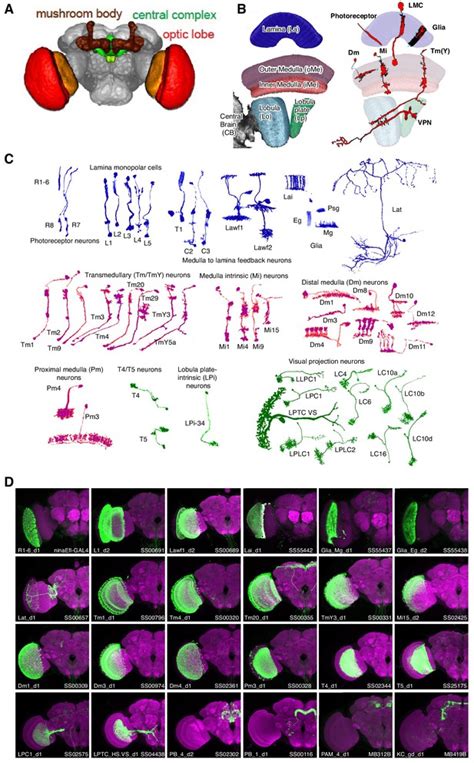Figures And Data In A Genetic Genomic And Computational Resource For Exploring Neural Circuit