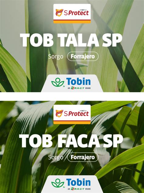 Sorgo Una Herramienta Versátil Para La Conversión De Reservas Forrajeras Ragt Semillas