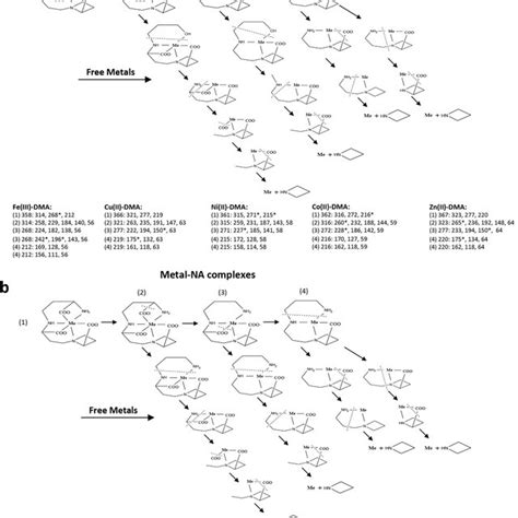 Proposed Mass Fragmentation Pathways And Product Ions Of Metaldma And