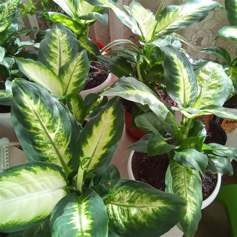 Комнатные растения Дифенбахия фикусы педилантус купить в Красноярске цена 600 руб дата