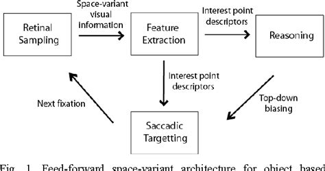 Figure 3 From An Architecture For Object Based Saccade Generation Using A Biologically Inspired